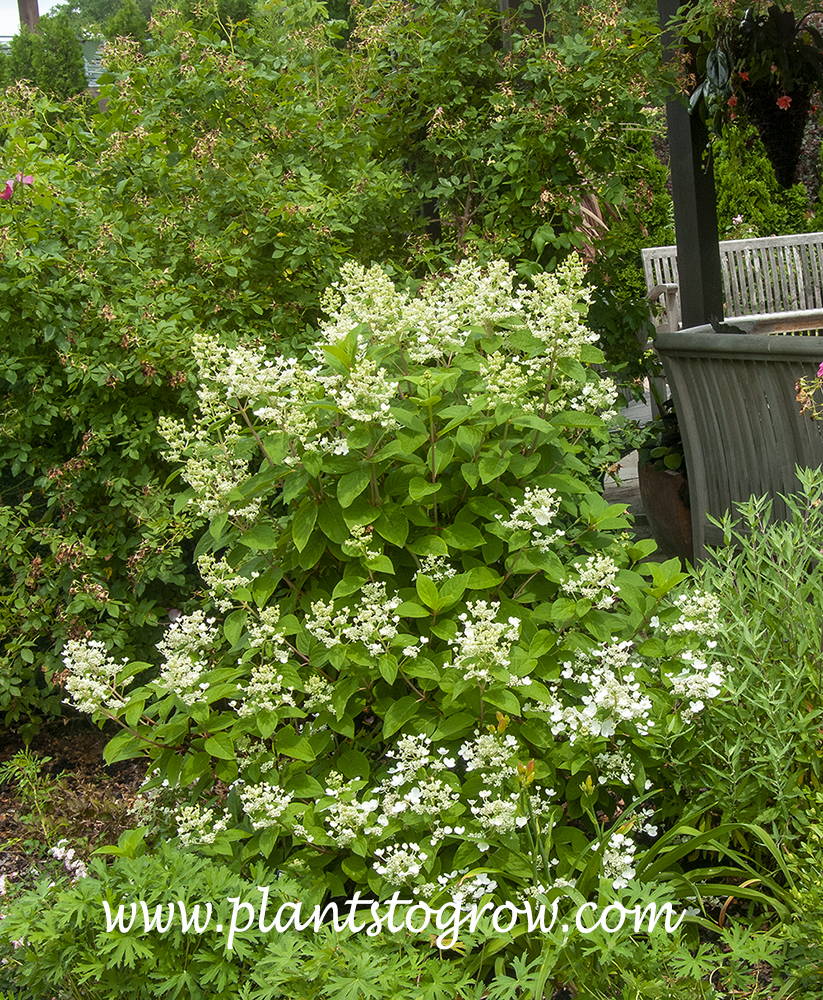 Quick Fire Hydrangea (Hydrangea paniculata) | Plants To Grow Plants ...