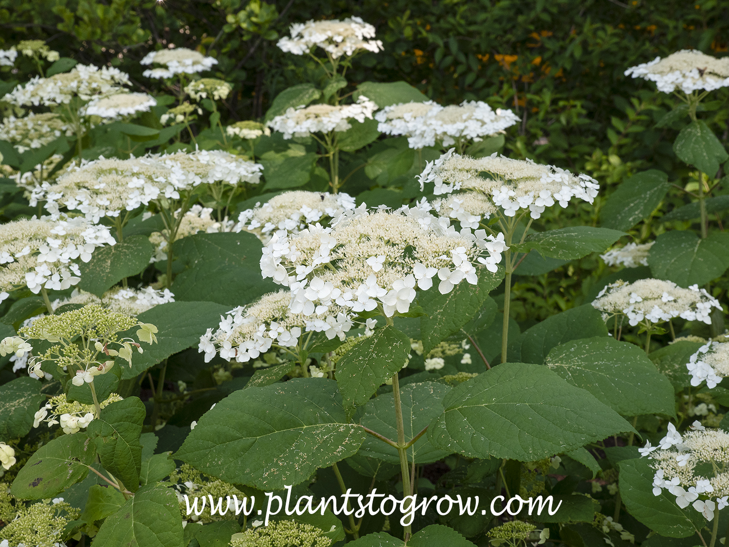 'Hass Halo' Hydrangea (Hydrangea arborescens) | Plants To Grow Plants ...