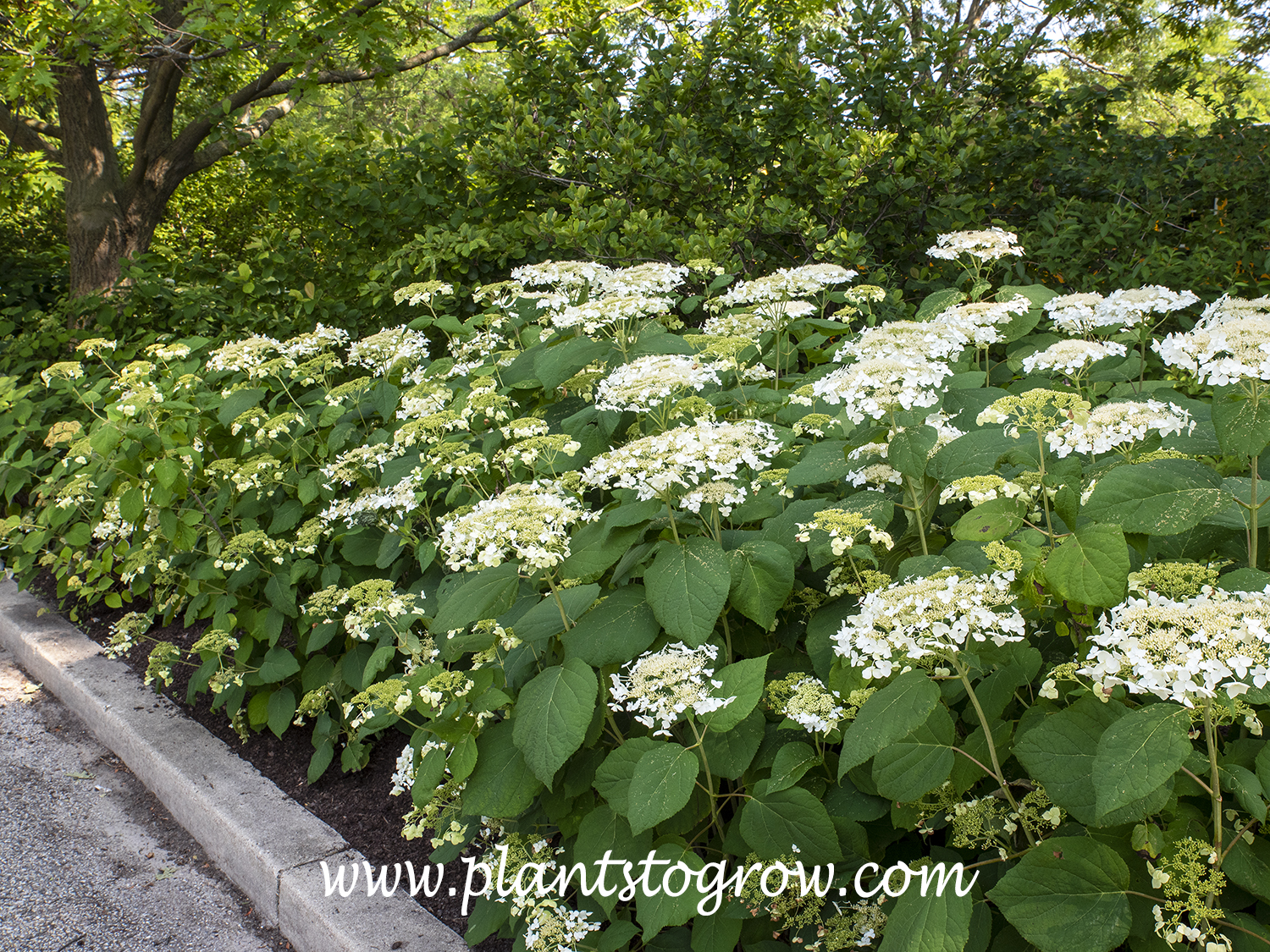 'Hass Halo' Hydrangea (Hydrangea arborescens) | Plants To Grow Plants ...