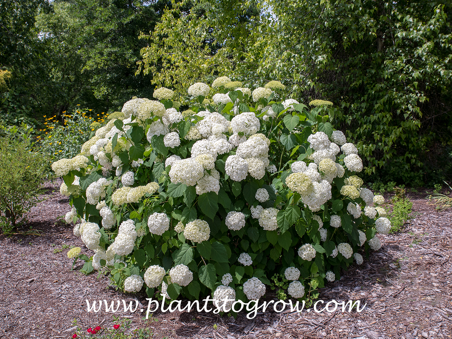 Smooth Hydrangea (Hydrangea arborescens) | Plants To Grow Plants ...