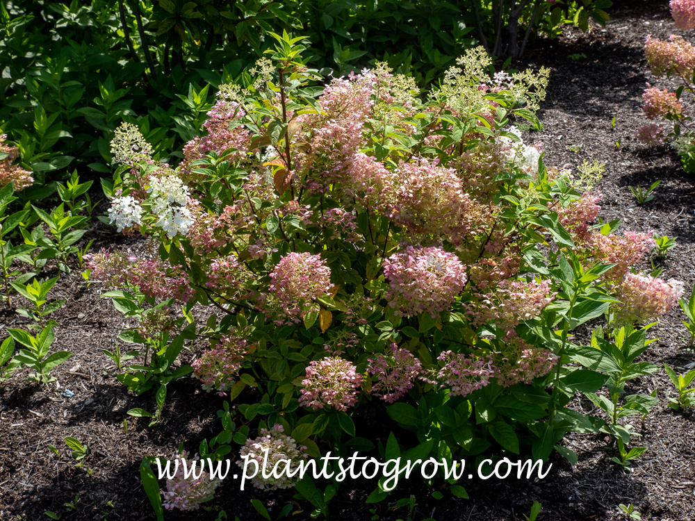 Bobo Hydrangea (Hydrangea paniculata) | Plants To Grow Plants Database ...