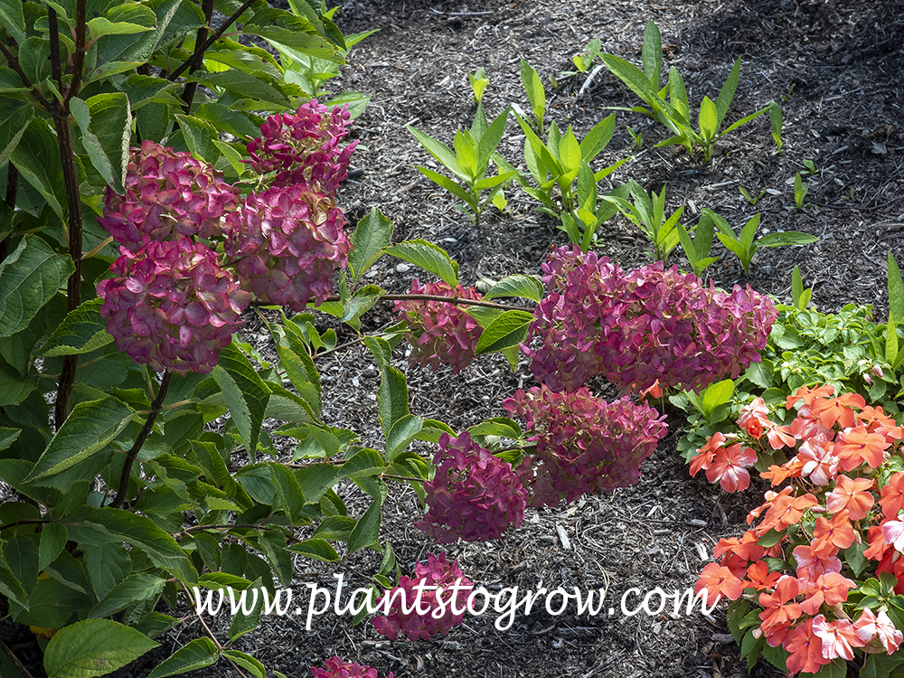 Berry White Hydrangea (Hydrangea paniculata) | Plants To Grow Plants ...