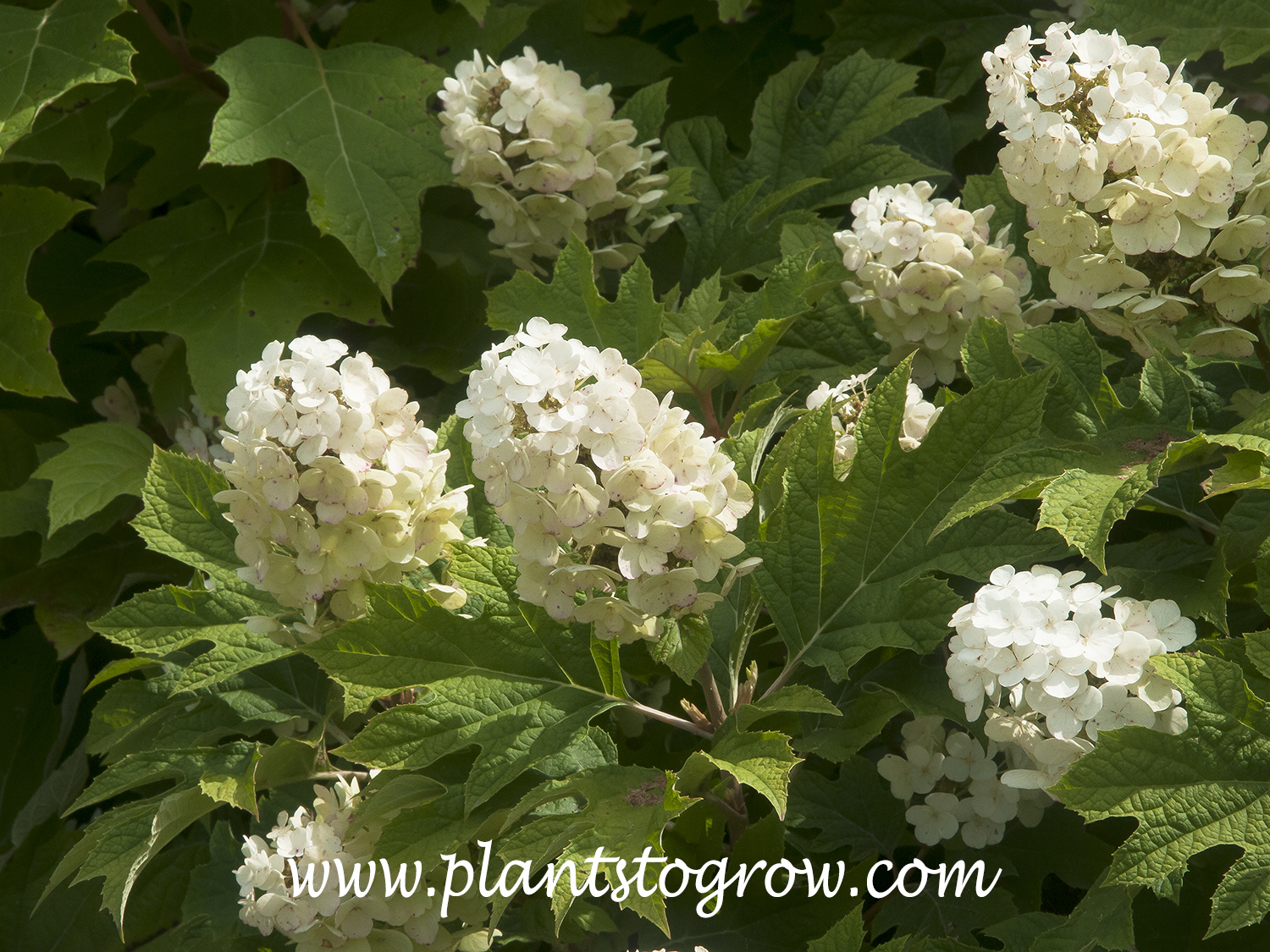 'Alice' Oakleaf Hydrangea (Hydrangea) | Plants To Grow Plants Database ...