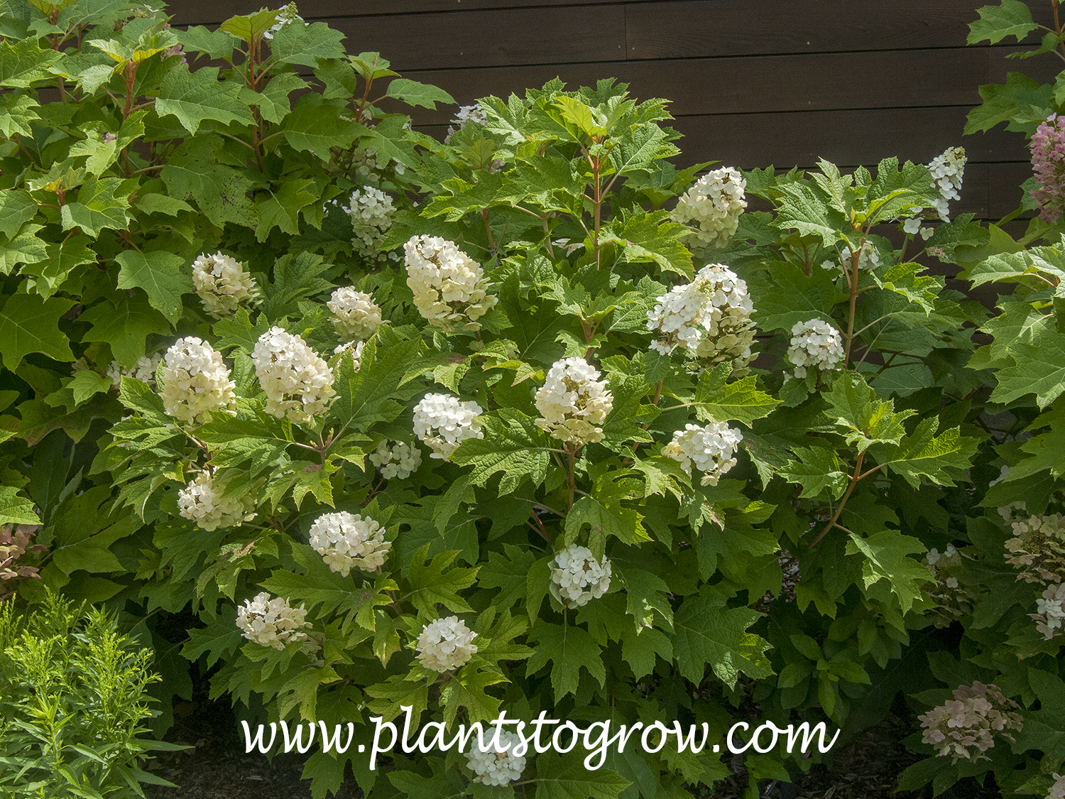 'Alice' Oakleaf Hydrangea (Hydrangea) | Plants To Grow Plants Database ...
