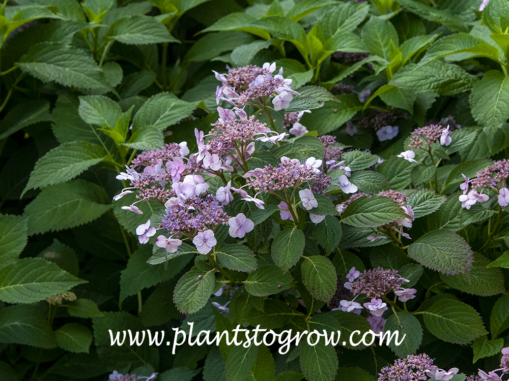 Blue Billow Hydrangea (Hydrangea serrata) | Plants To Grow Plants ...