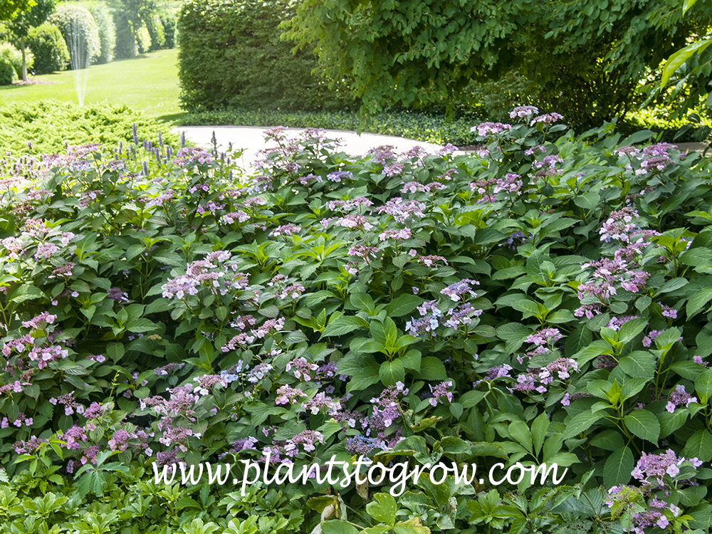 Blue Billow Hydrangea (Hydrangea serrata) | Plants To Grow Plants ...