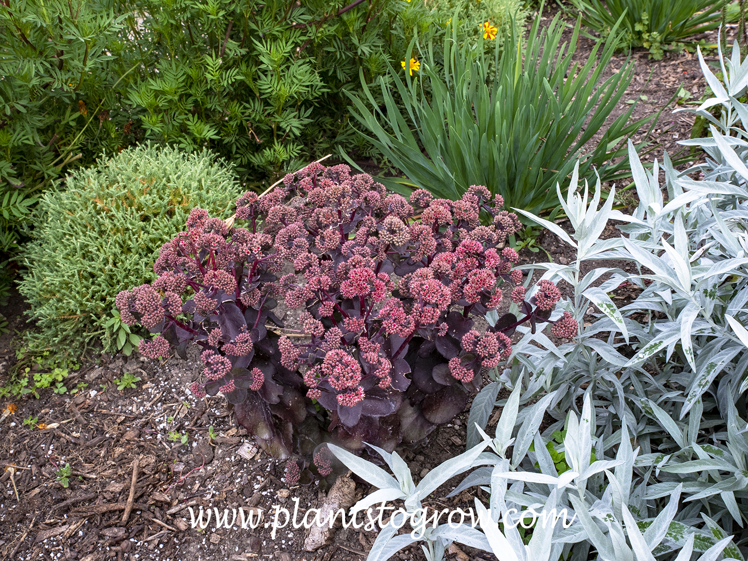 Sedum Night Embers (Sedum) | Plants To Grow Plants Database by Paul S ...