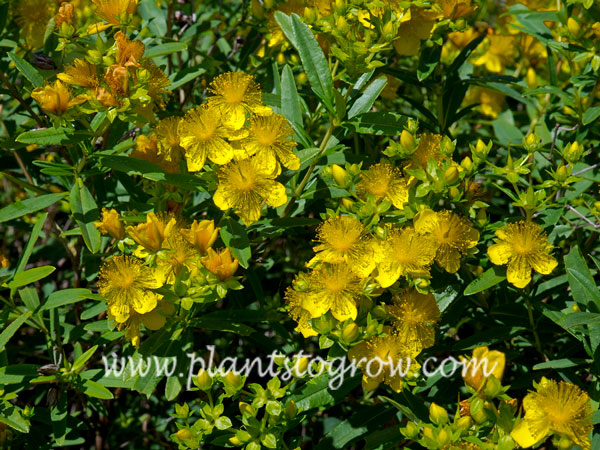 Hypericum Gemo | Plants To Grow Plants Database by Paul S. Drobot