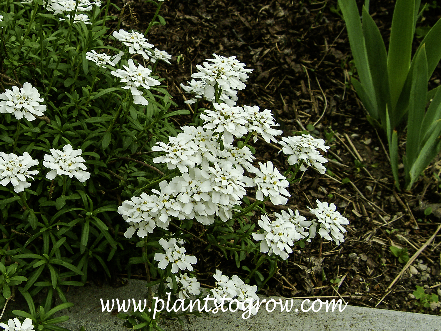 Purity Candytuft (Iberis sempervirens) | Plants To Grow Plants Database ...