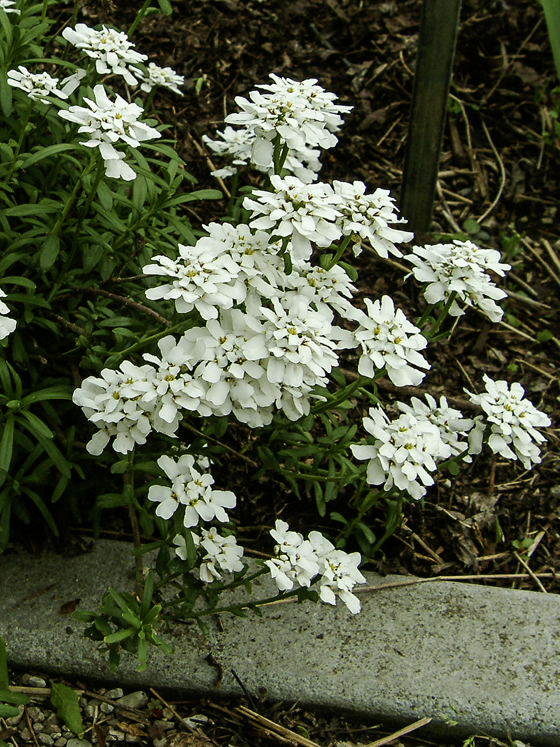 Purity Candytuft (Iberis sempervirens) | Plants To Grow Plants Database ...