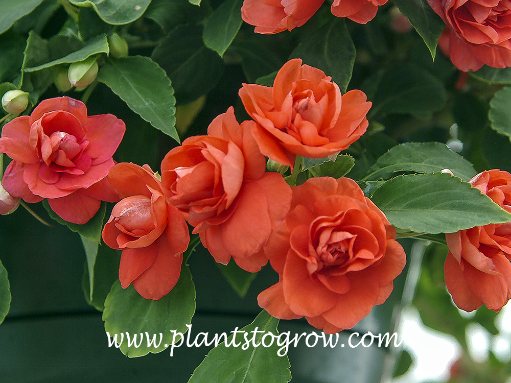 Impatiens Fiesta series | Plants To Grow Plants Database by Paul S. Drobot