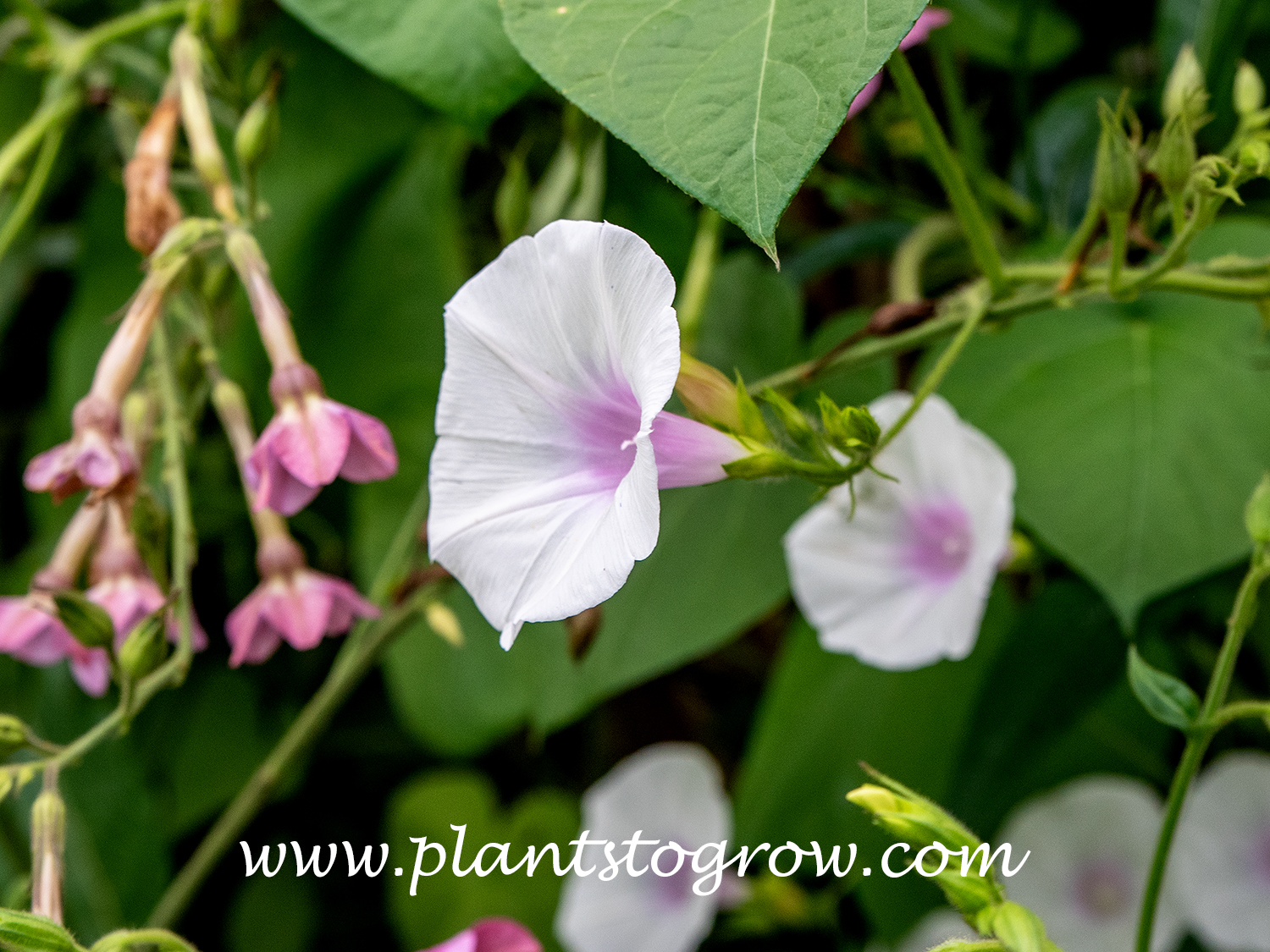| Plants To Grow Plants Database by Paul S. Drobot