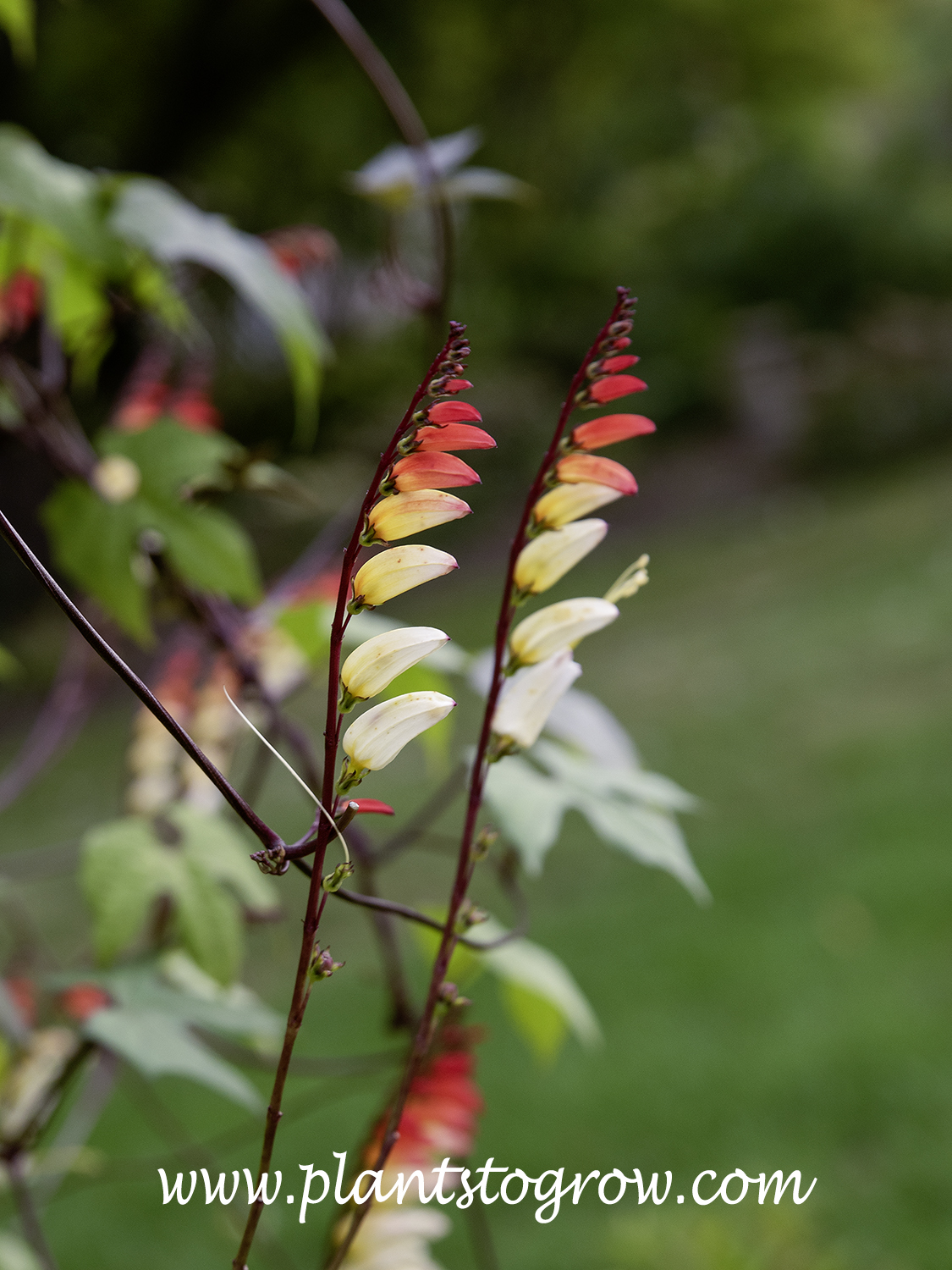 Spanish Flag (Ipomoea lobata) | Plants To Grow Plants Database by Paul ...