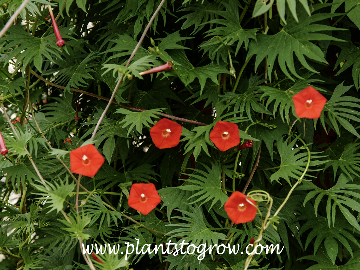 Cardinal Climber (Ipomoea sloteri) | Plants To Grow Plants Database by ...