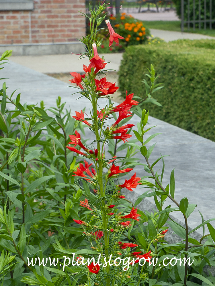 Scarlet Rocket Ipomopsis (I. aggregate) | Plants To Grow Plants ...