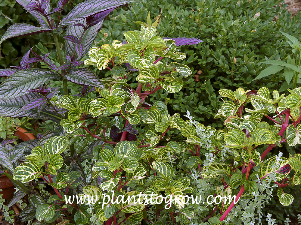 Iresine (Iresine herbstii Aureoreticulata) | Plants To Grow Plants ...