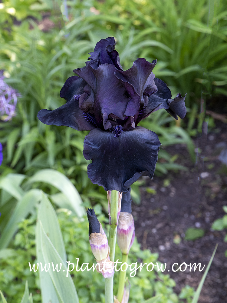 Iris Before the Storm (Iris) | Plants To Grow Plants Database by Paul S ...
