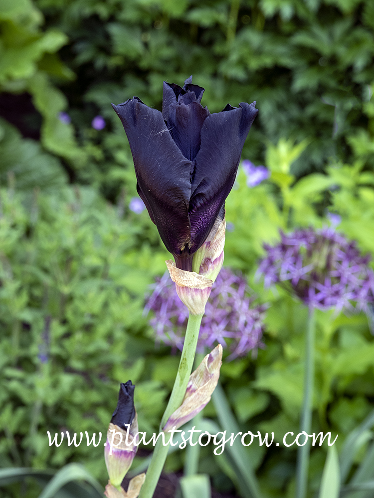 Iris Before the Storm (Iris) | Plants To Grow Plants Database by Paul S ...