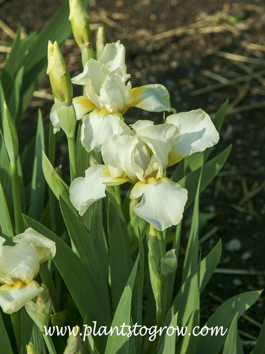 | Plants To Grow Plants Database by Paul S. Drobot