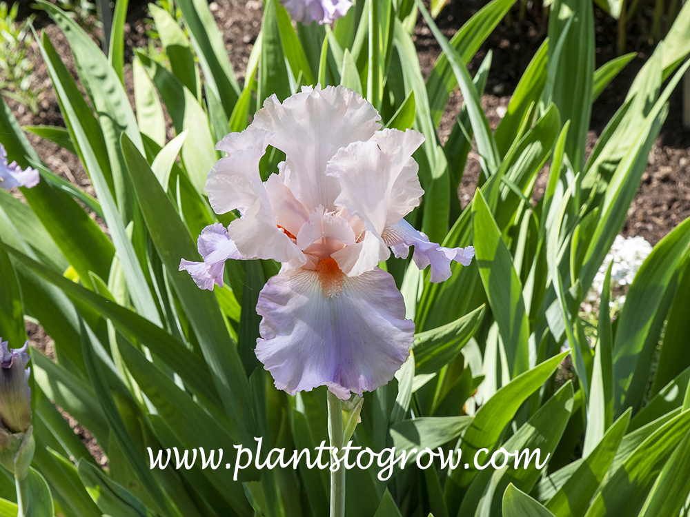 'Celebration Song' Tall Bearded Iris | Plants To Grow Plants Database ...