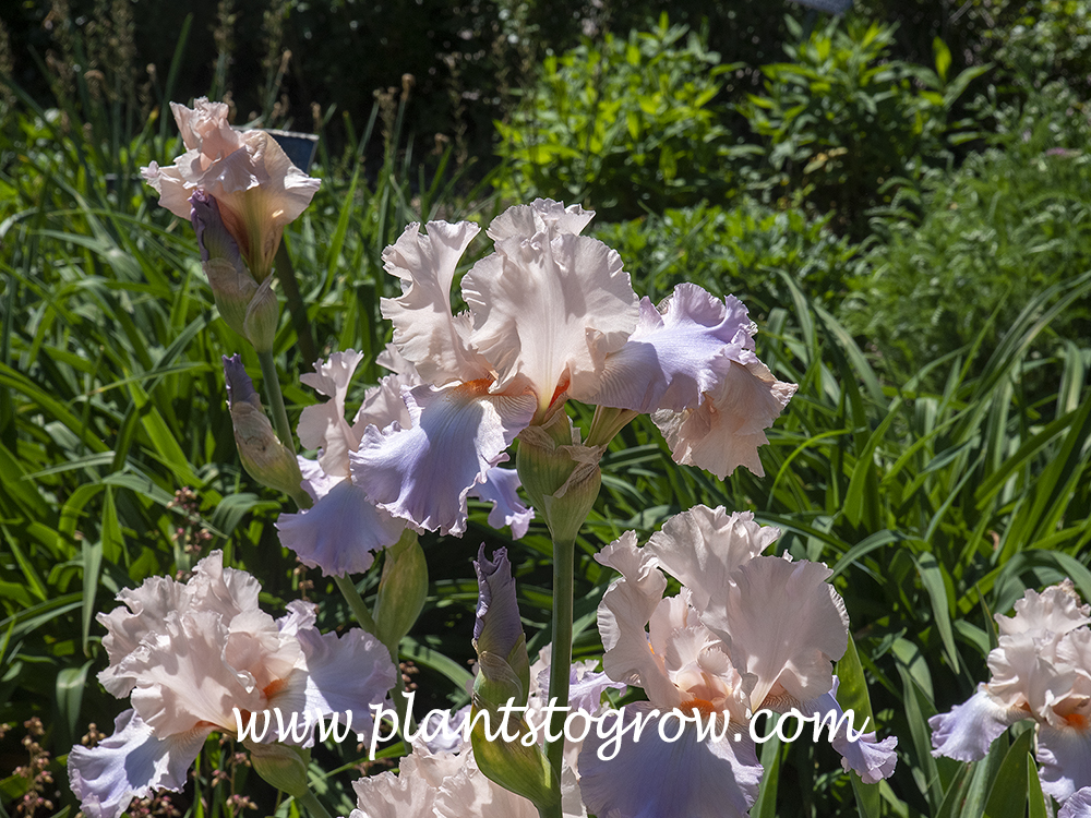 'Celebration Song' Tall Bearded Iris | Plants To Grow Plants Database ...