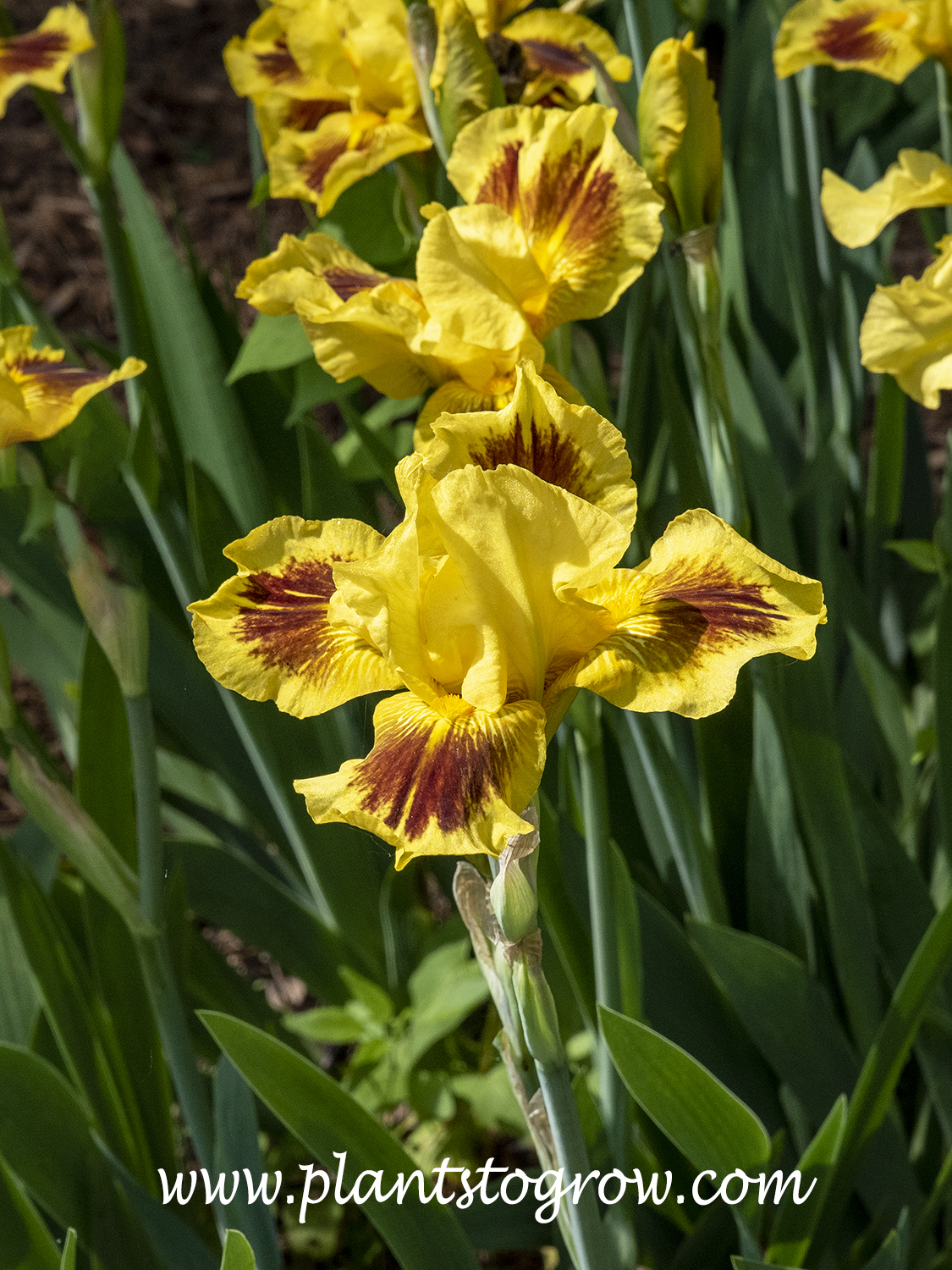 Eye Magic Intermediate Iris | Plants To Grow Plants Database by Paul S ...