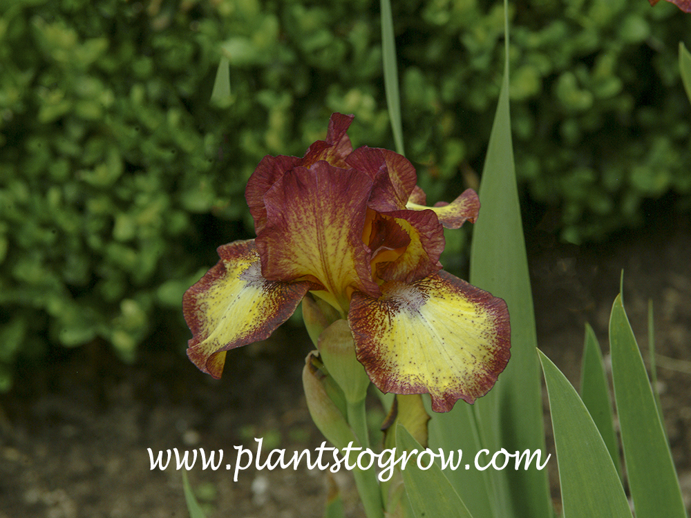 'Hot Fudge' Intermediate Bearded Iris | Plants To Grow Plants Database ...