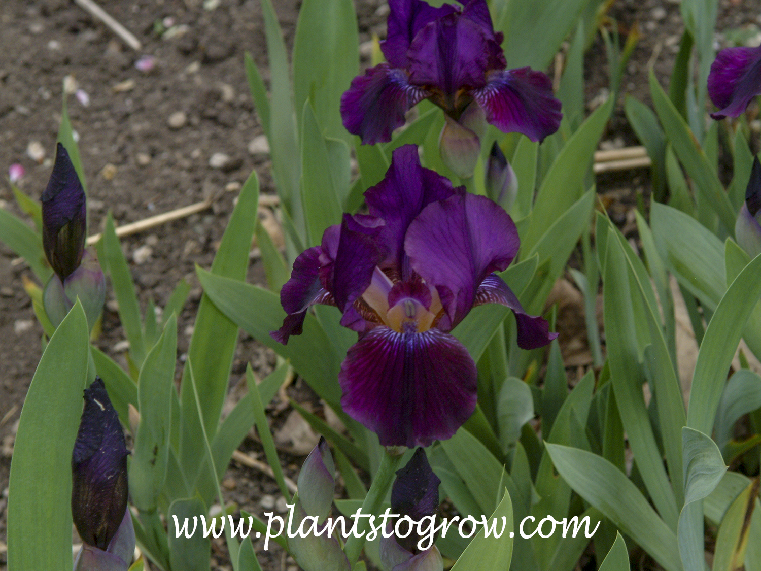 'Maroon Capers' Intermediate Iris | Plants To Grow Plants Database by ...