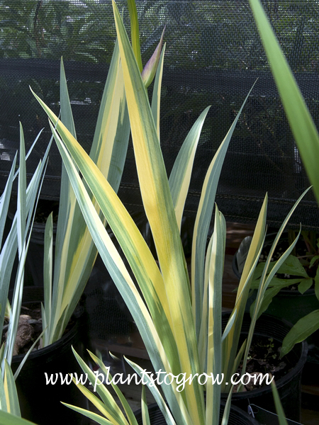 Zebra Iris (Iris pallida aurea variegata) | Plants To Grow Plants ...