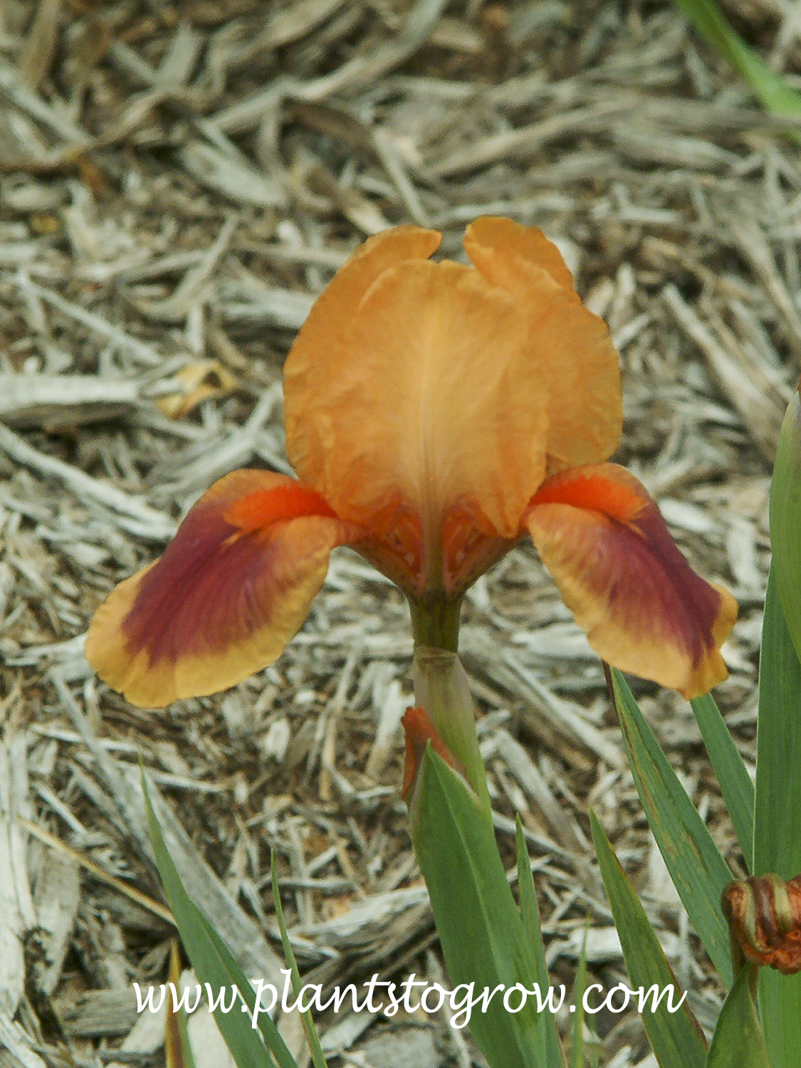 'Pele' Iris | Plants To Grow Plants Database by Paul S. Drobot