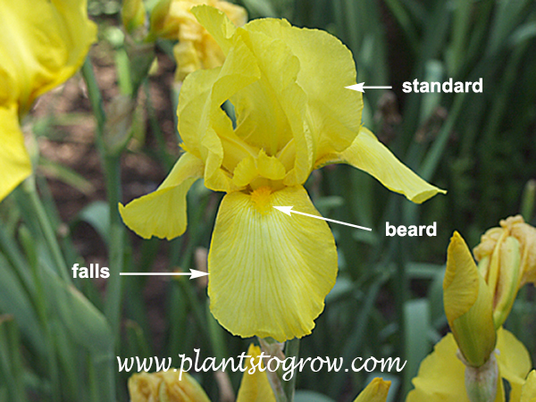 Iris flower | Plants To Grow Plants Database by Paul S. Drobot
