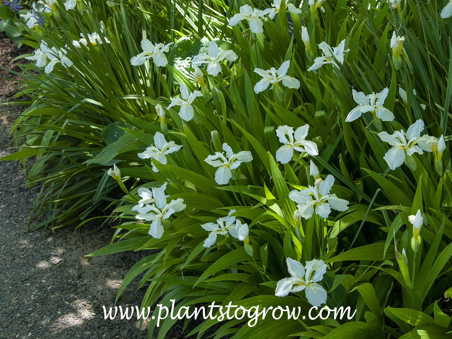 White Japanese Roof Iris (Iris tectorum Alba) | Plants To Grow Plants ...