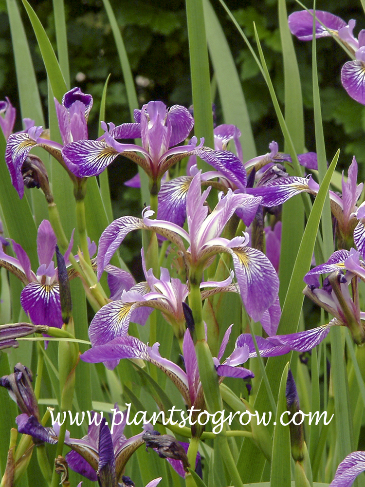 Kermesina Flag Iris (Iris versicolor) is a marginal aquatic plant ...