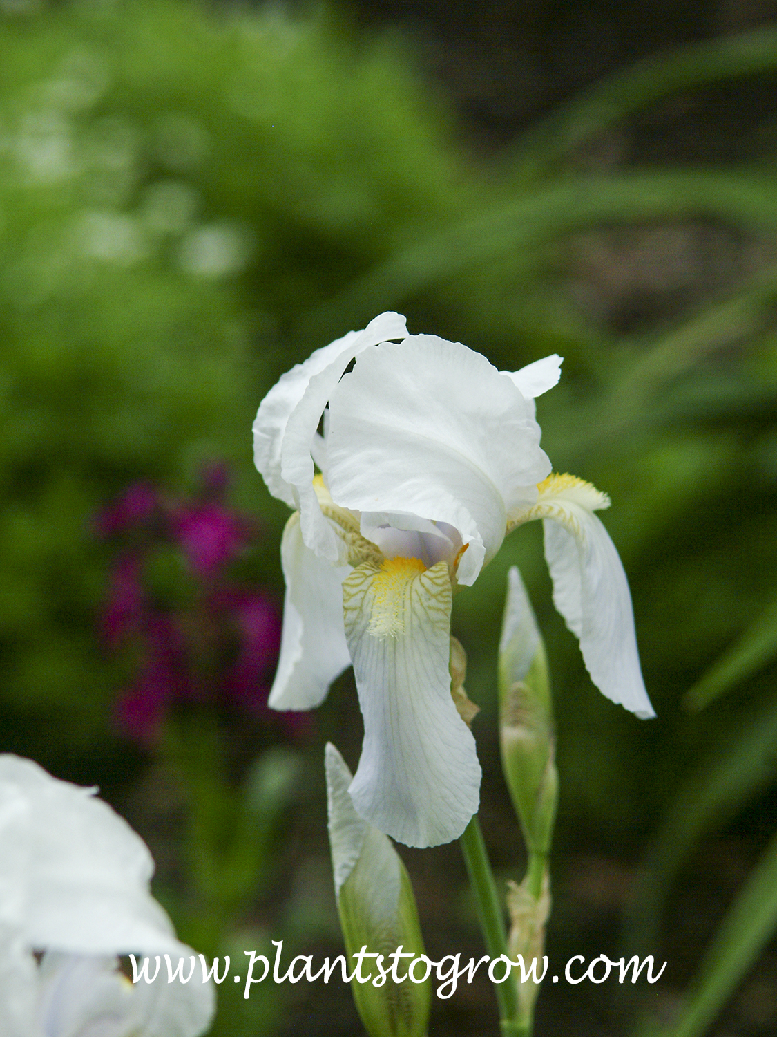Iris x germanica florentina orris | Plants To Grow Plants Database by ...