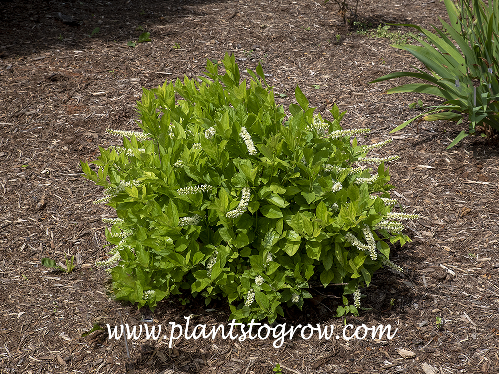 Short n Sweet Itea (Itea virginica) | Plants To Grow Plants Database by ...