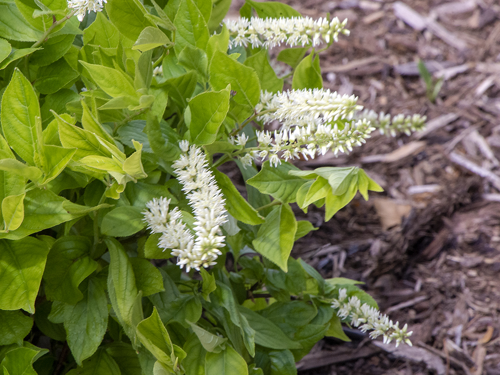 Short n Sweet Itea (Itea virginica) | Plants To Grow Plants Database by ...
