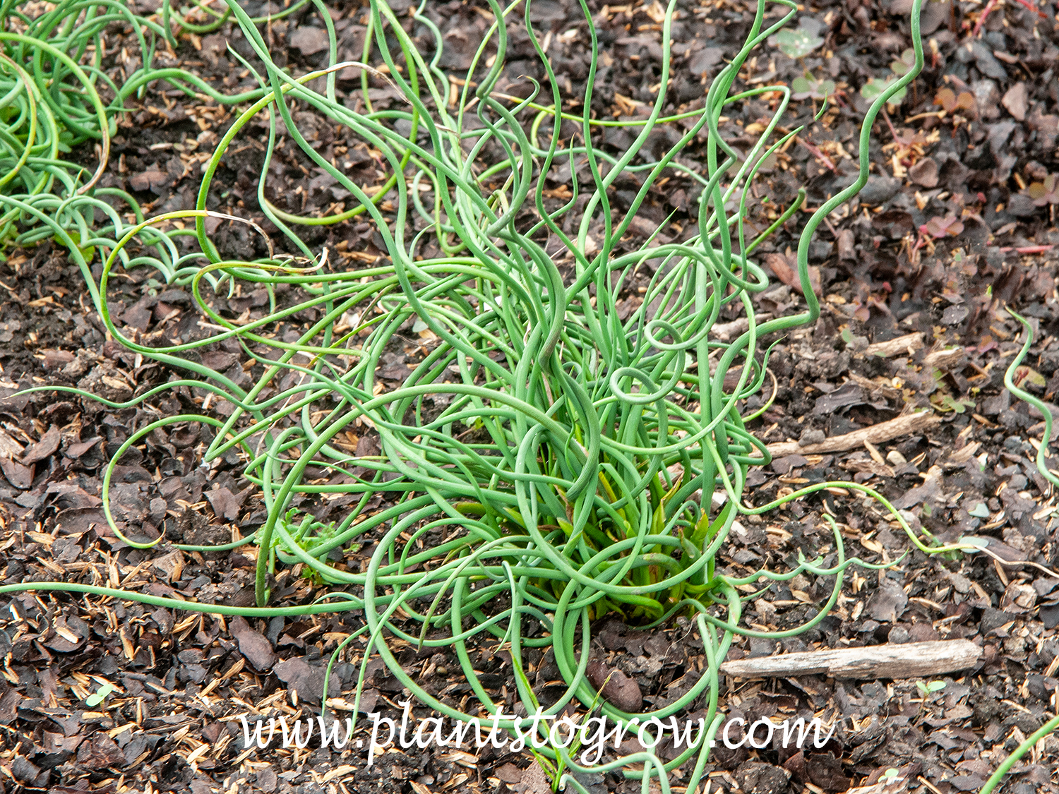 Juncus Afro (Juncus inflexus) | Plants To Grow Plants Database by Paul ...