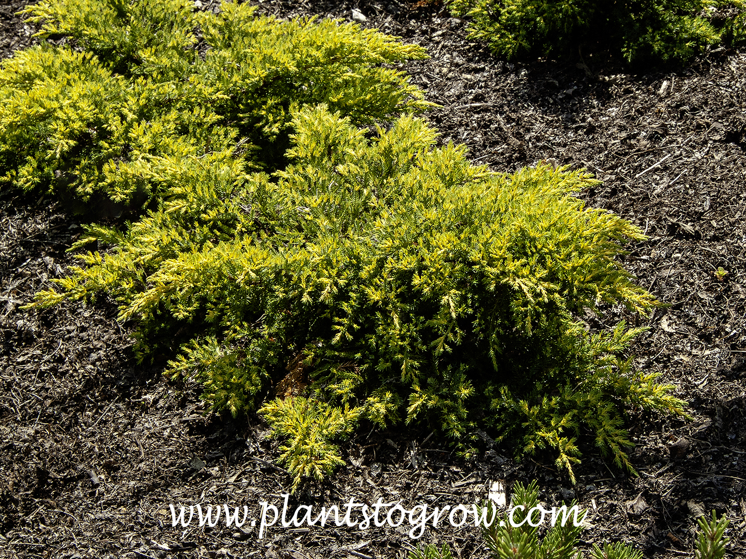 'Daubs Frosted' Juniper (Juniperus) | Plants To Grow Plants Database by ...
