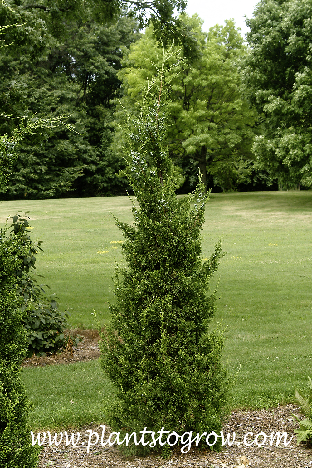 Hetzi Columnaris Juniper (Juniperus chinensis) | Plants To Grow Plants ...