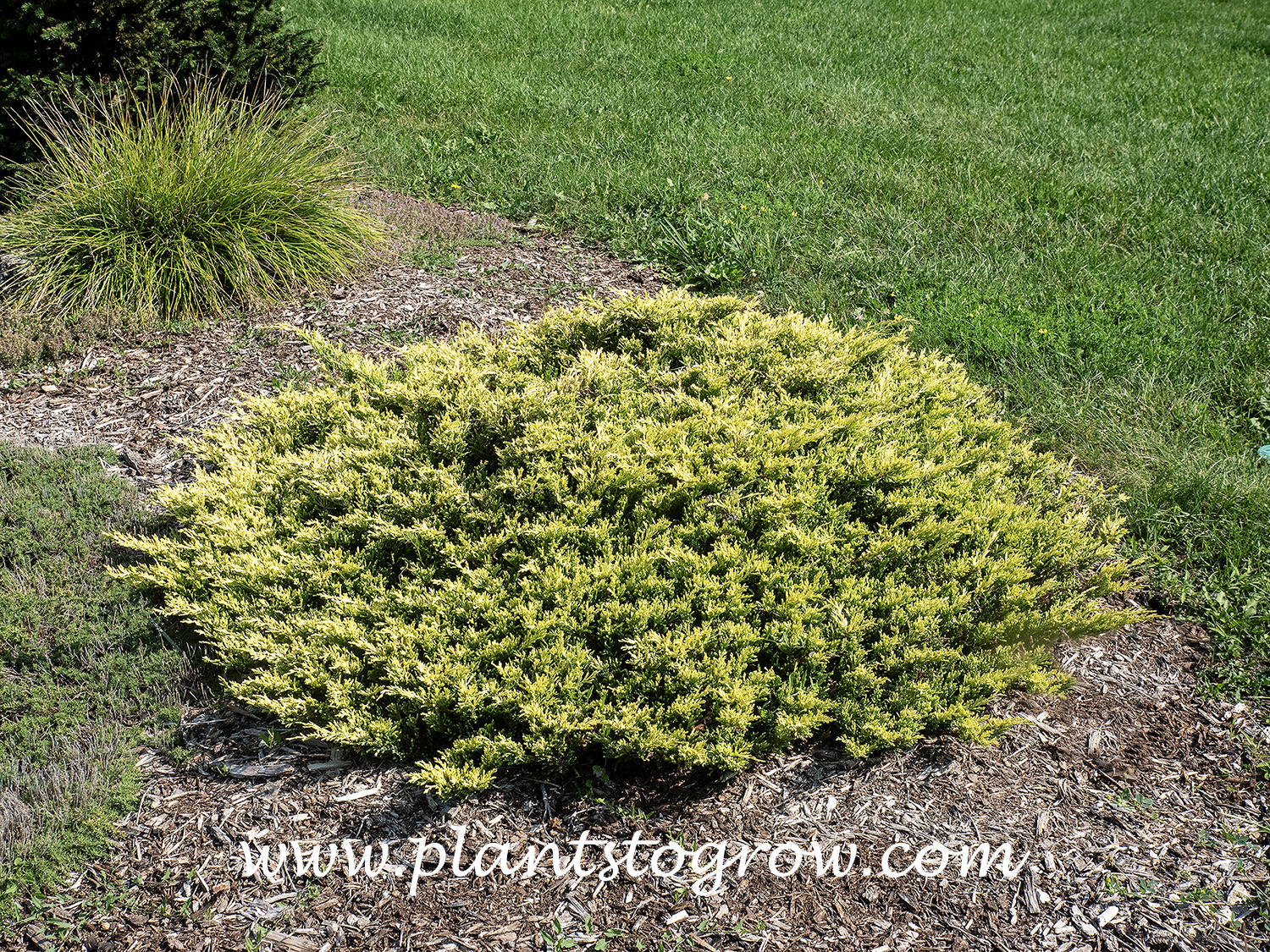 Lime Glow Juniper (Juniperus horizontalis) | Plants To Grow Plants ...