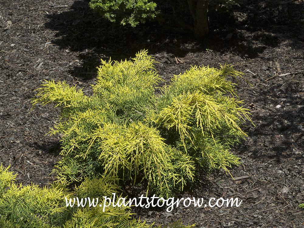 Old Gold Juniper (Juniperus) | Plants To Grow Plants Database by Paul S ...