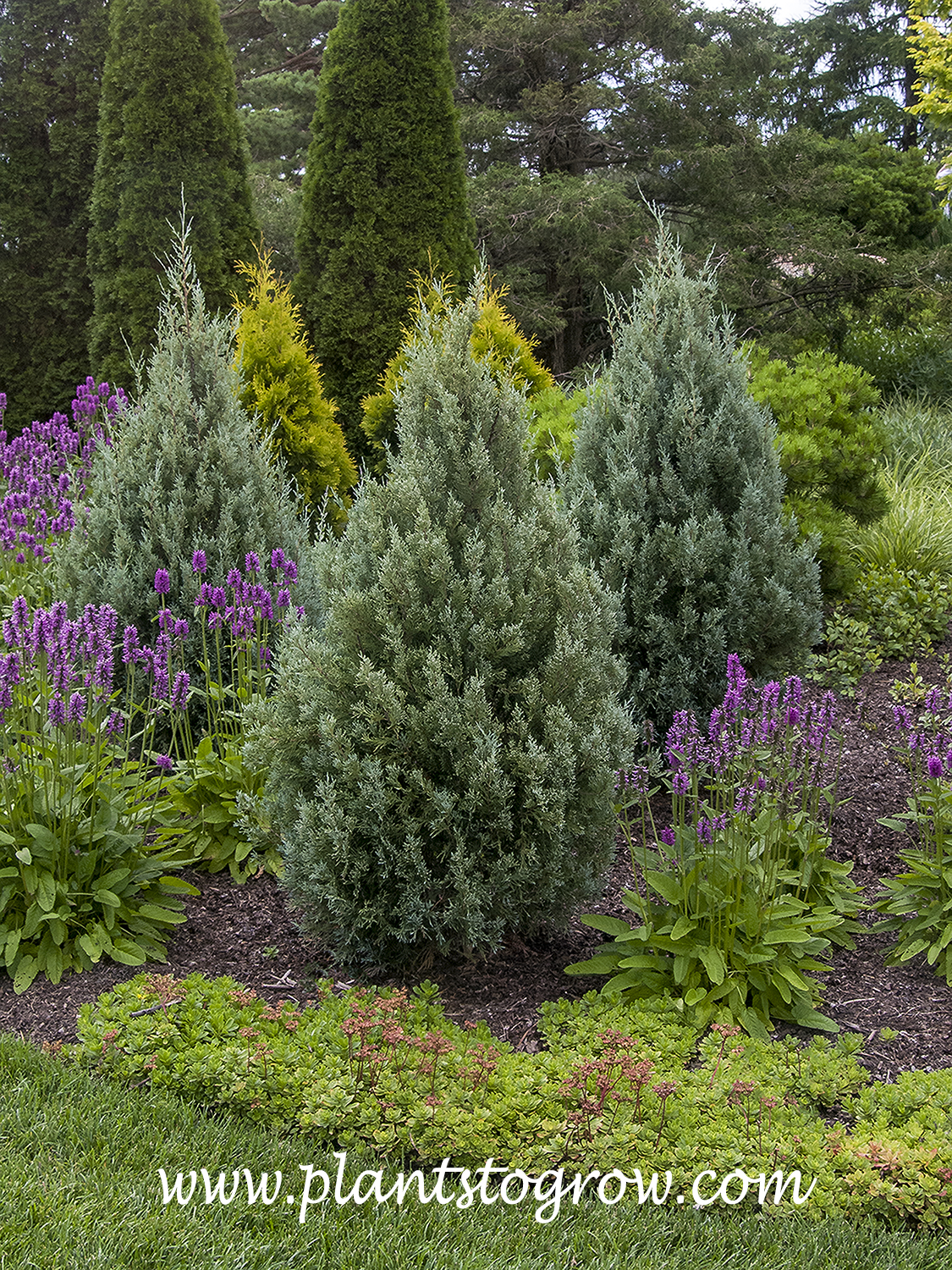 'Wichita Blue' Juniper (Juniperus scopulorum) | Plants To Grow Plants ...