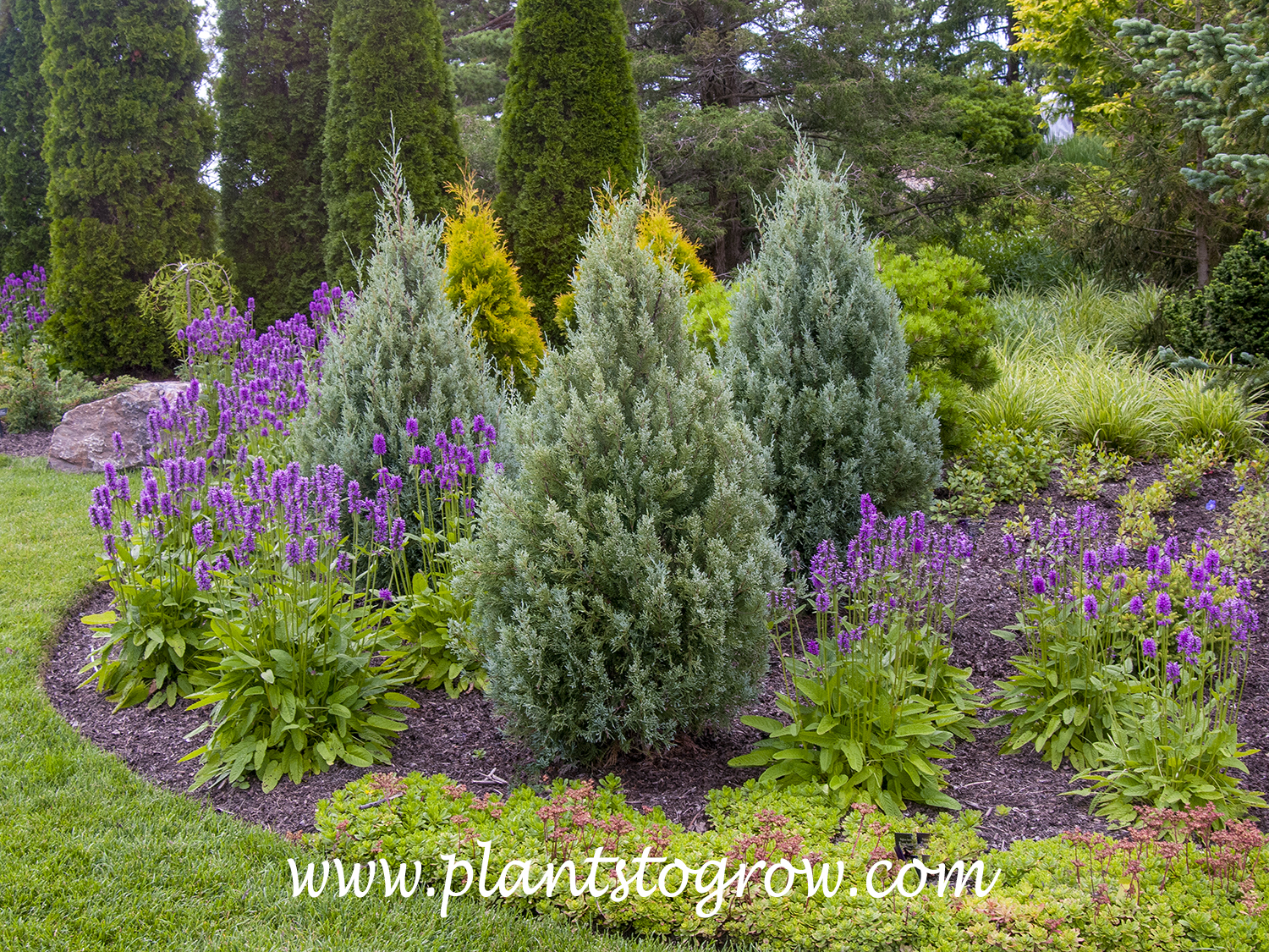 'Wichita Blue' Juniper (Juniperus scopulorum) | Plants To Grow Plants ...