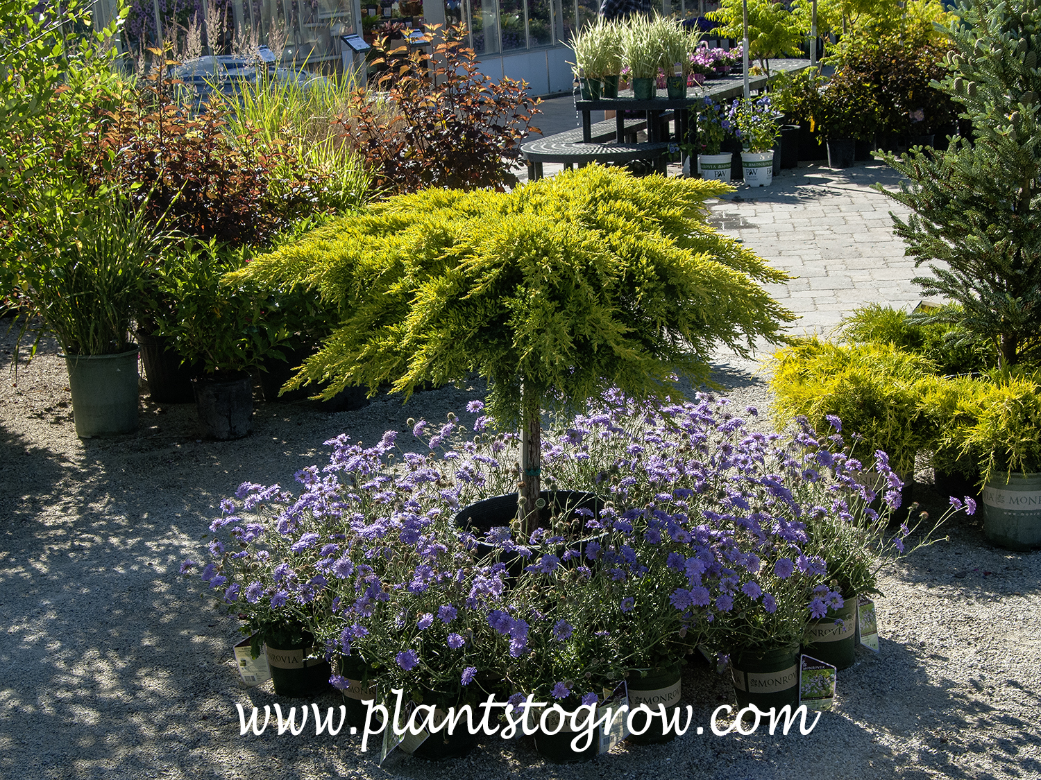 'Daubs Frosted' Juniper (Juniperus) | Plants To Grow Plants Database by ...