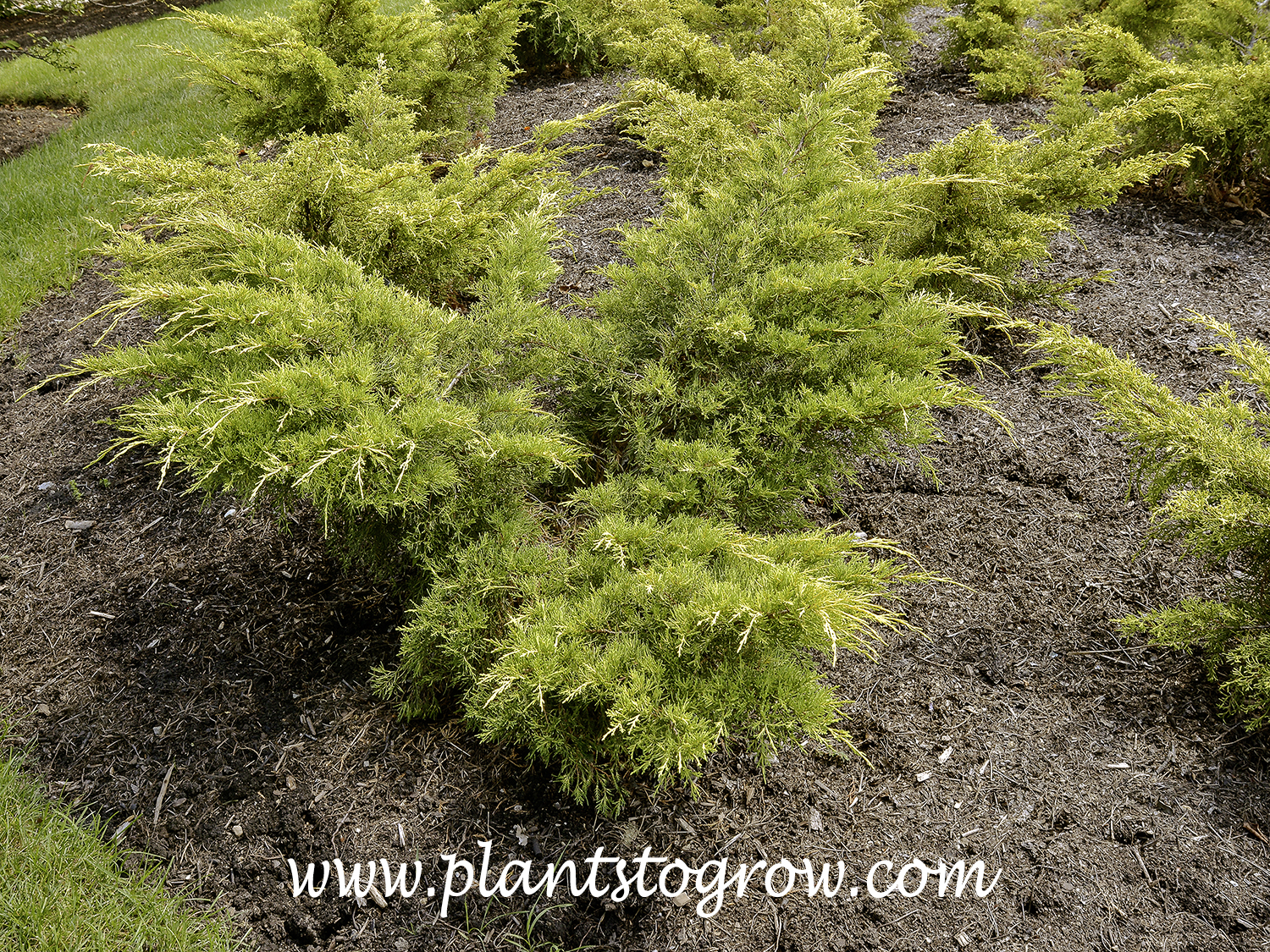 Gold Lace Juniper (Juniperus chinensis) | Plants To Grow Plants ...