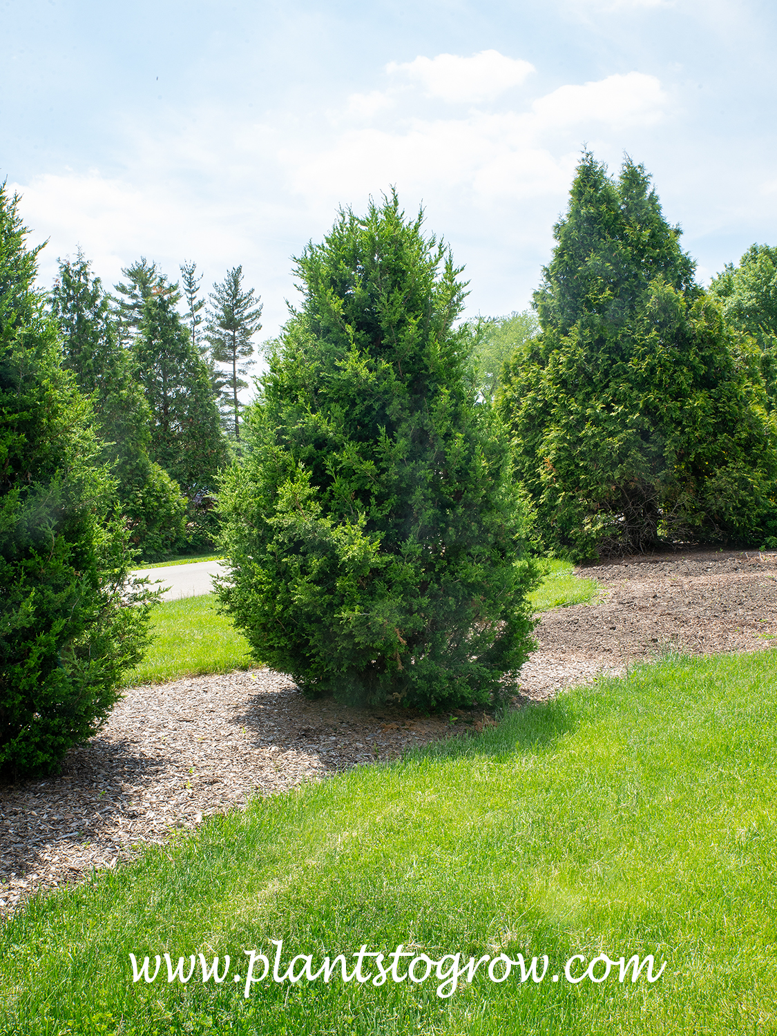 Juniperus Chinensis Perfecta Juniperus Chinensis 'Perfecta' Chinese