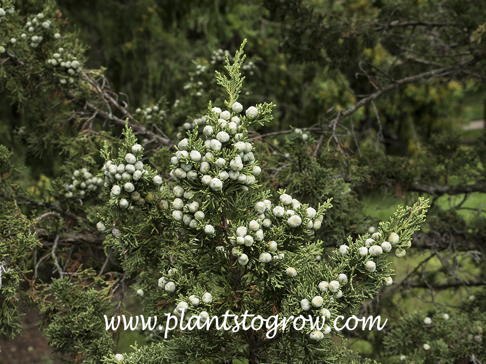 Trautman Juniper (Juniperus chinensis) | Plants To Grow Plants Database ...