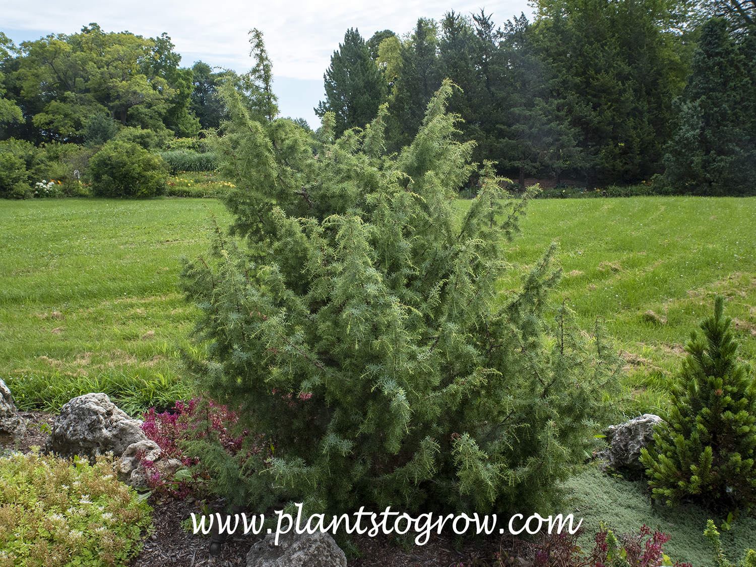 Kalebab Juniper (Juniperus communis) | Plants To Grow Plants Database ...