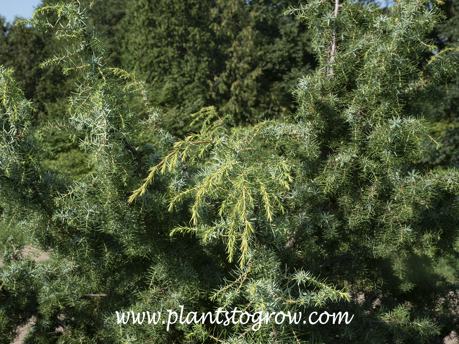 Kalebab Juniper (Juniperus communis) | Plants To Grow Plants Database ...