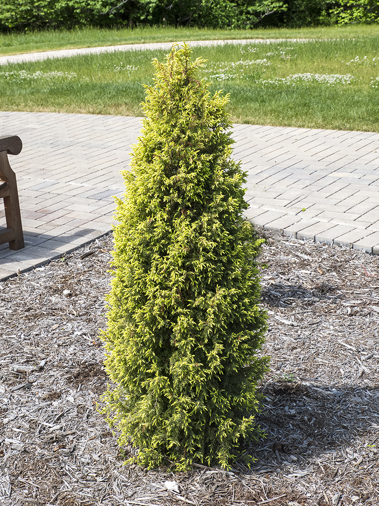 Gold Cone Juniper (Juniper communis) | Plants To Grow Plants Database ...